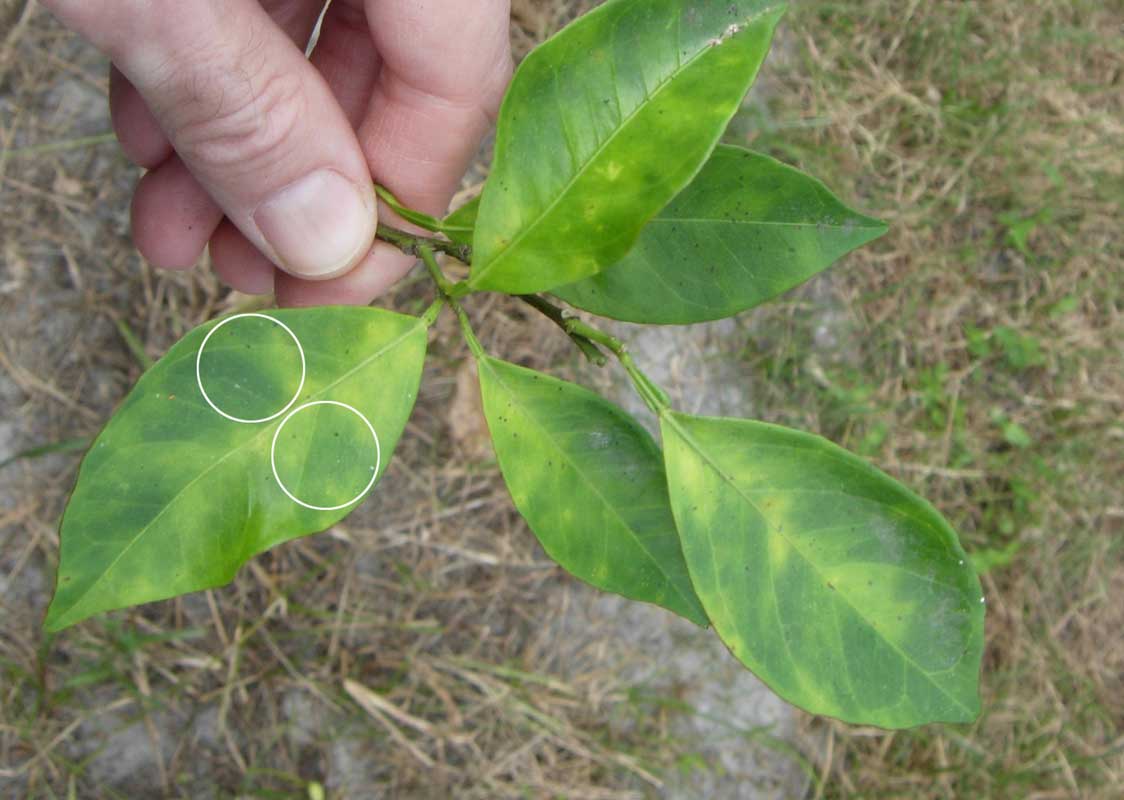 El insecto vector del Huanglongbing (HLB) ya está en cítricos de Lisboa ...