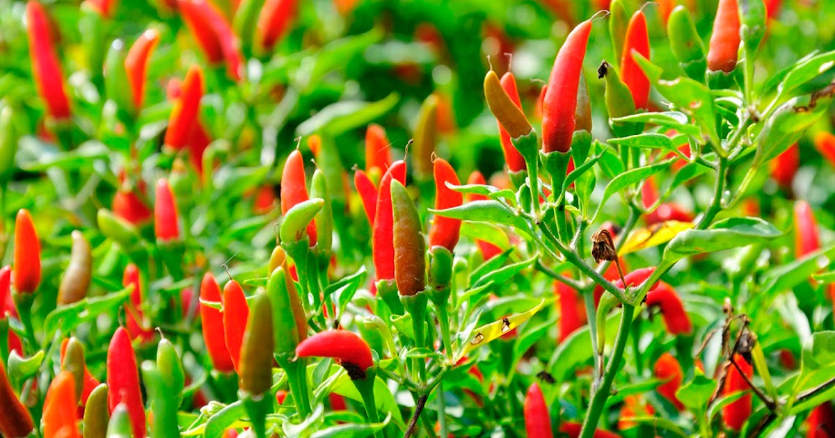 Documental por el Día de los Ajíes Peruanos - Forjando Peruanidad Oficial