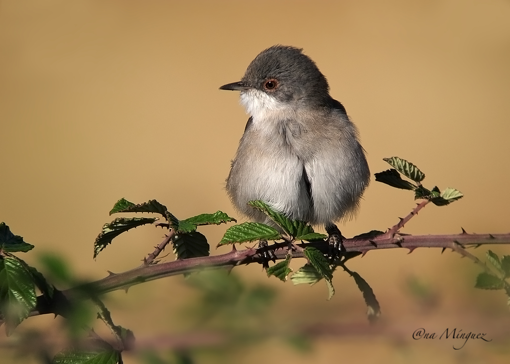 NATURANAFOTOS: Migración Post-nupcial en Madrid