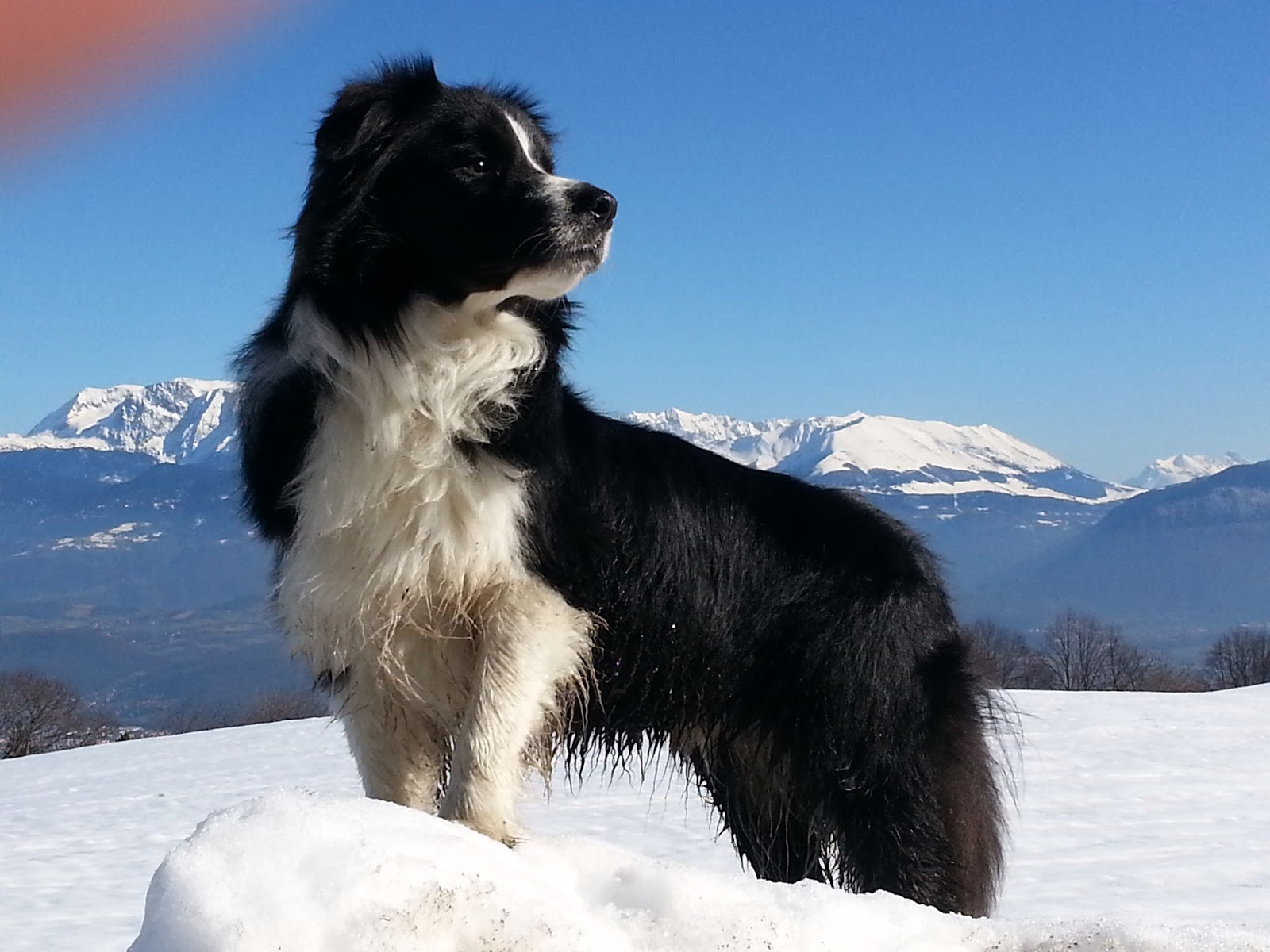 Border collie, noir et blanc, Dayack, © Copyright 2013-2030 Tous droits ...