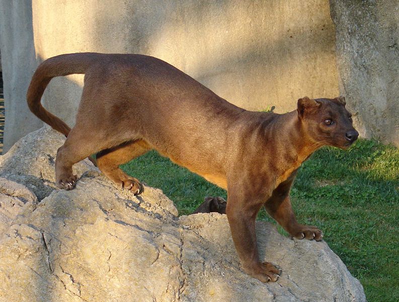 Fossa | Animal Wildlife