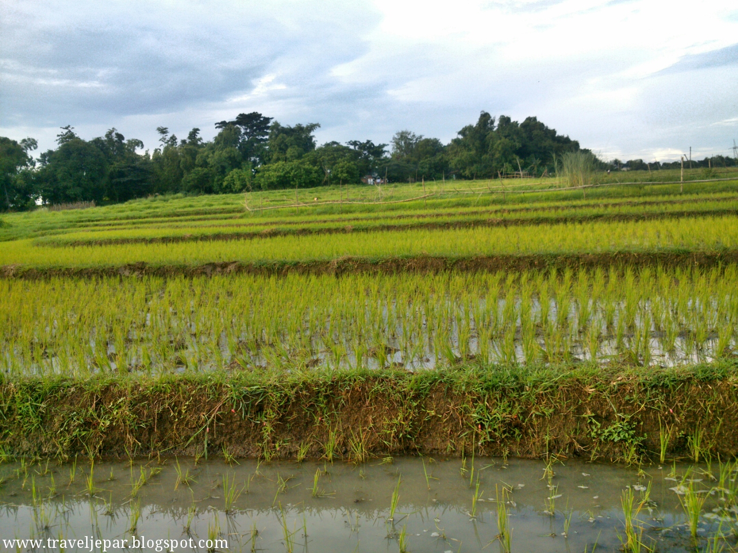 Bignay Farmland | Valenzuela City