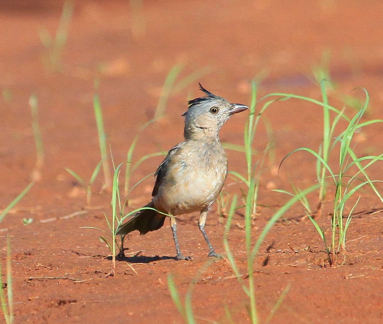 Richard Waring's Birds of Australia: Birds around Haasts Bluff NT