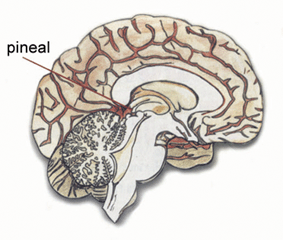 Sistema Endocrino