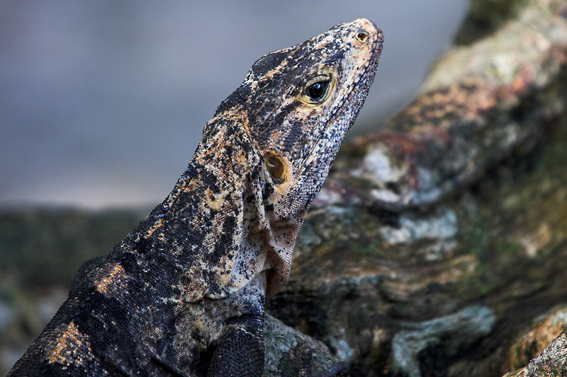 Comunidad de Esparza: Comida Tipica: El Garrobo