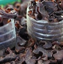 Petak Semai: ASAM KEPING - CARA PROSES