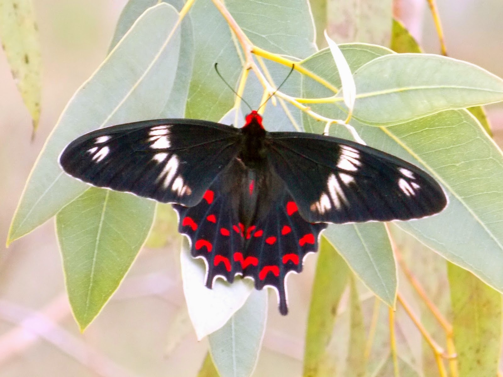Common Rose Butterfly