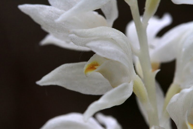 Native Orchids of the Pacific Northwest and the Canadian Rockies (and ...