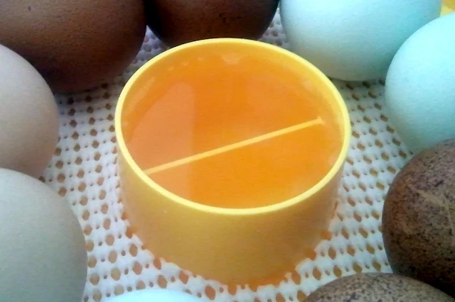 Let's Hatch Chicks! A Day-by-Day Egg Hatching Tutorial - Fresh Eggs ...