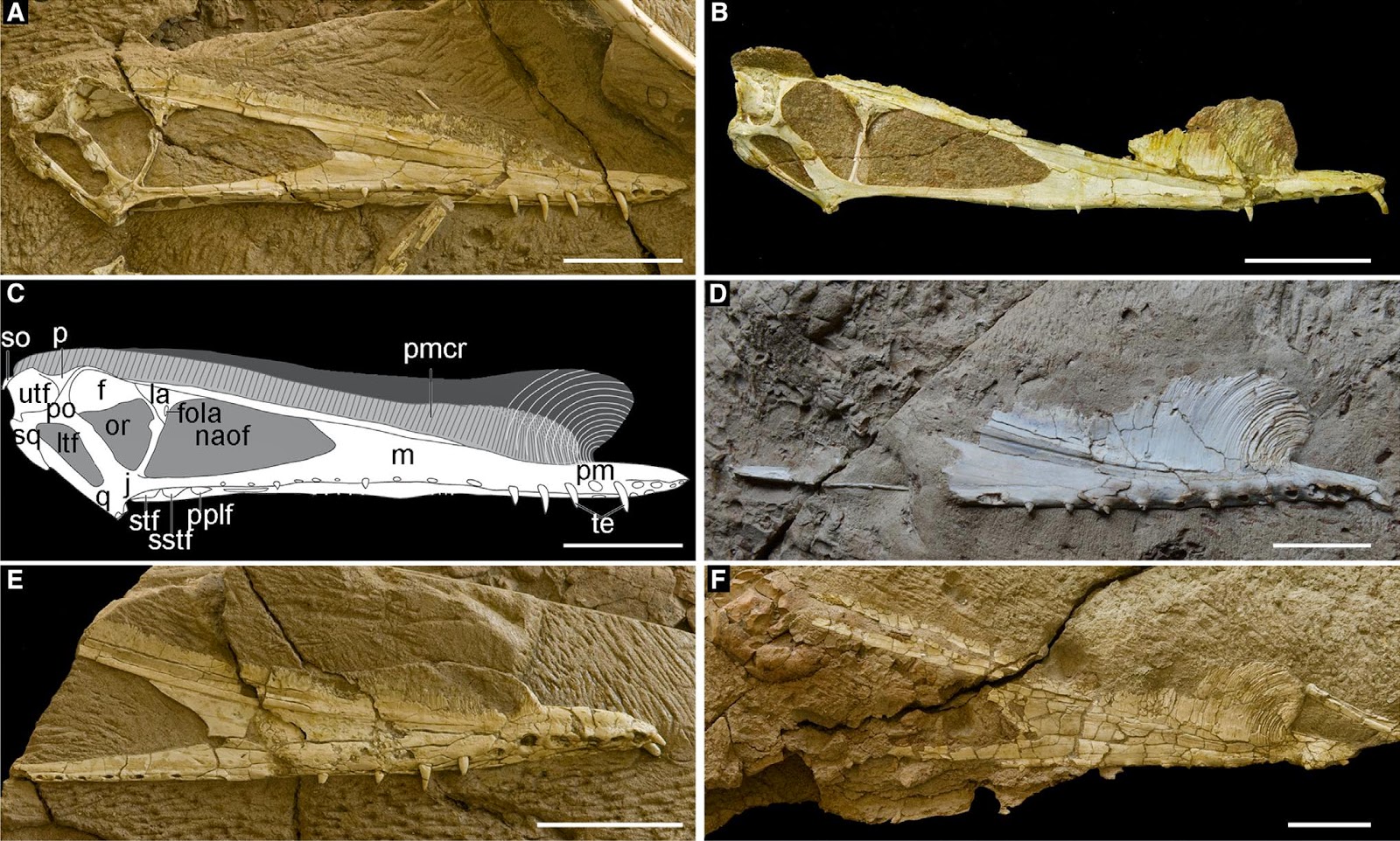 pan-Aves: Ohlédnutí za pterosauřími objevy roku 2014, díl 4 ...