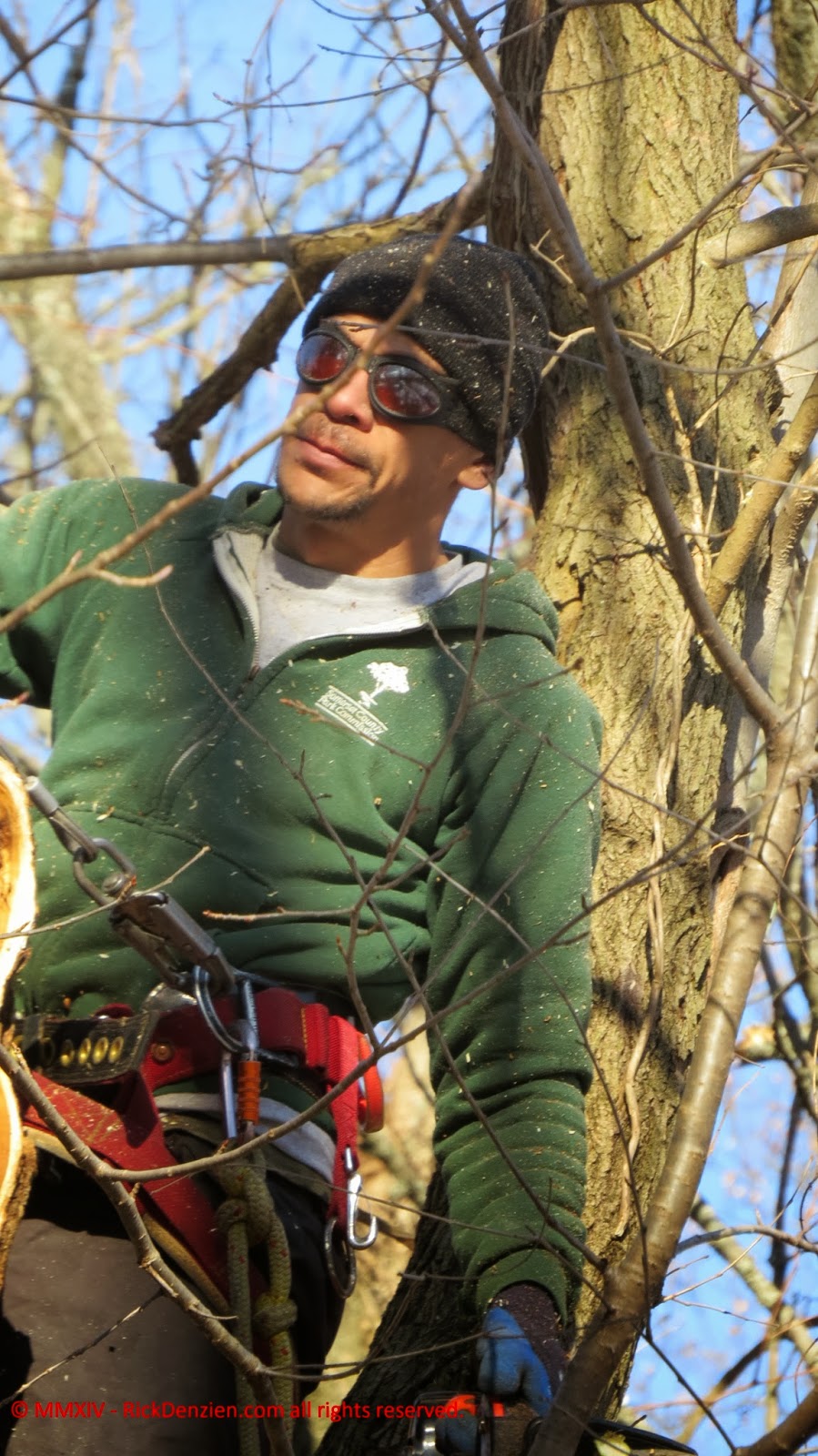 Spiderman Tree Service Home Page