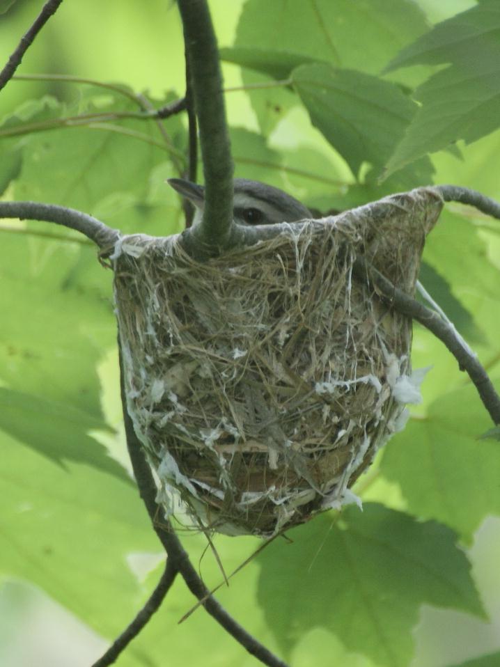 Red Spider Nest Free Images : Nest, Hunting, Nature, Black, White,