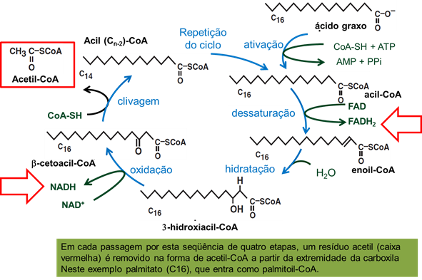 Bio Química UFAL: Aula - 07