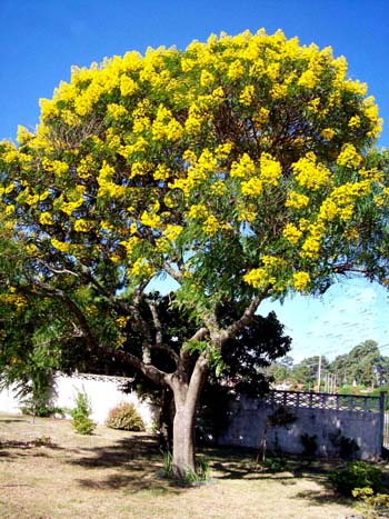 NJ: Núcleo de Jardinagem - Escola Parque/C.E.C.R. : Planta do mês de ...