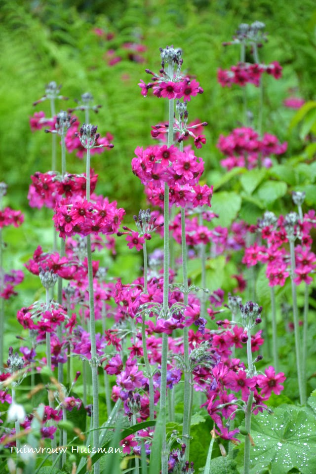Tuindesign: Primula pulverulenta (Primula candelabra)