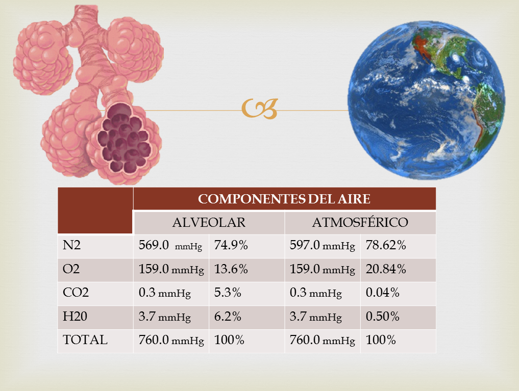 Fisiología - Alan Meneses Juárez - Grupo IV-5: COMPONENTES DEL AIRE