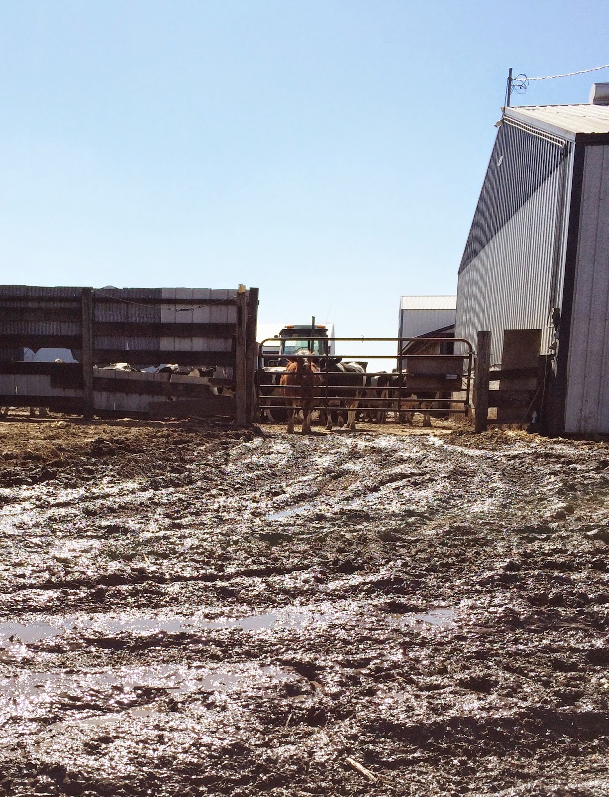 My Barnyard View : Mud, A Sure Sign Of Spring