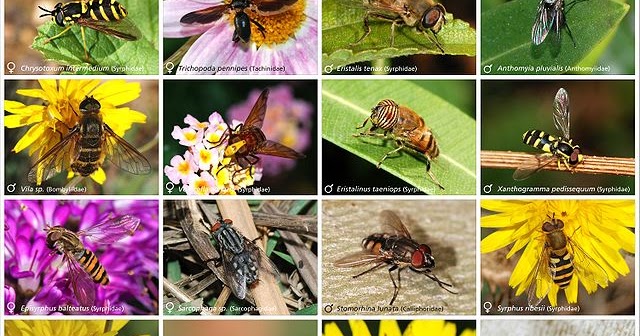 Ordo Diptera - Informasi Serangga