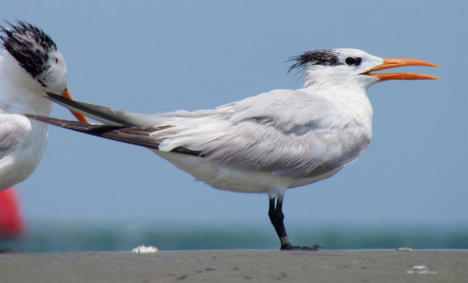 Birding Bros. Blog: BIRDS: Non-Passerines