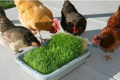 Chennai Hydroponics: Hydroponic fodder for poultry.