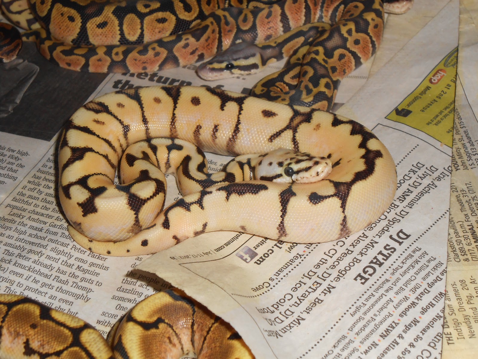 Evan Stahl Reptiles: New updated Ball Pythons available list, some nice ...