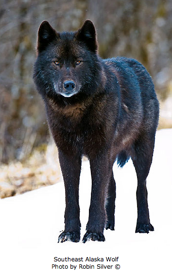 ERIPE LUPUS: #AlexanderArchipelago Wolves