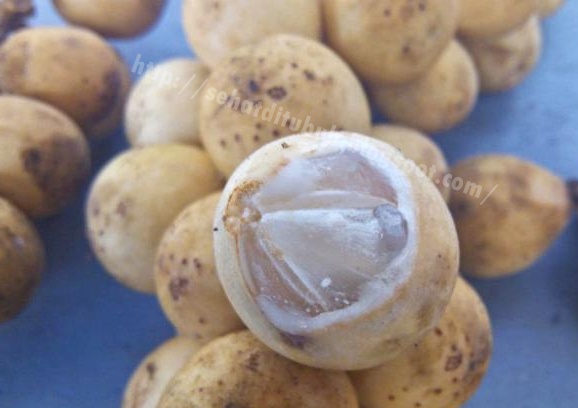 Manfaat Buah Langsat serta Kandungan Nutrisinya | Mari Hidup Sehat