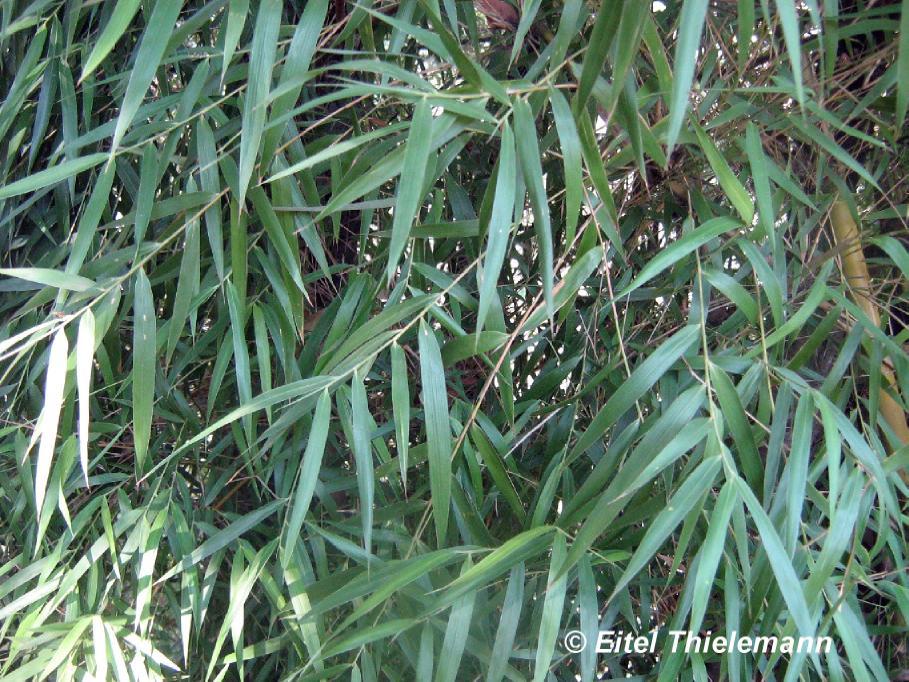 Apuntes botánicos: ARBUSTOS CHILENOS