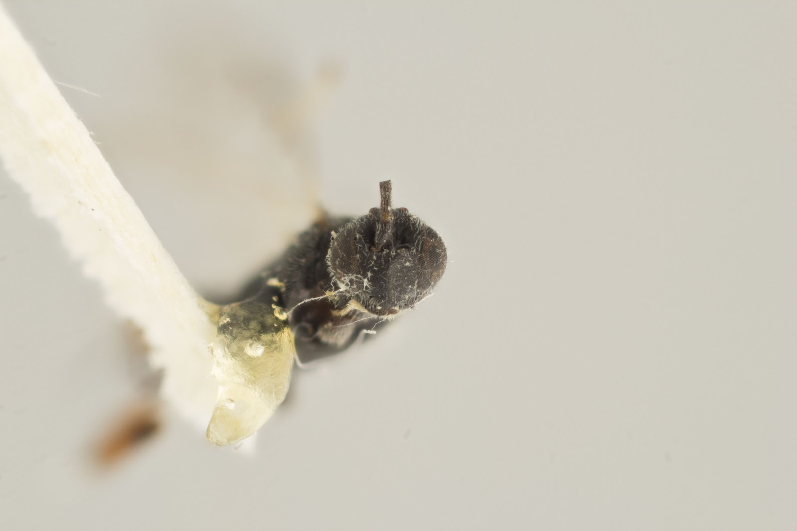 BRACONID WASPS, CATERPILLARS, AND BIOCONTROL: More pictures of Canadian ...