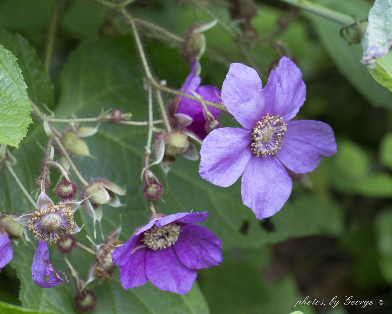 "What's Blooming Now" : Purple-flowering Raspberry (Rubus odoratus)