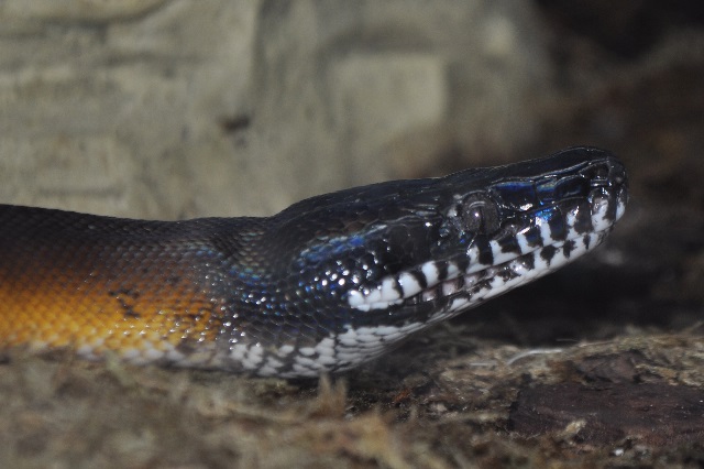 ZOOTOGRAFIANDO (6.100 ANIMALS): PITÓN DE LABIOS BLANCOS (Bothrochilus ...