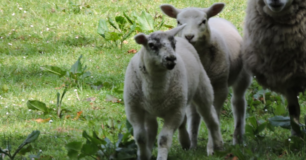 Picturing My Faith: Like Frightened Sheep