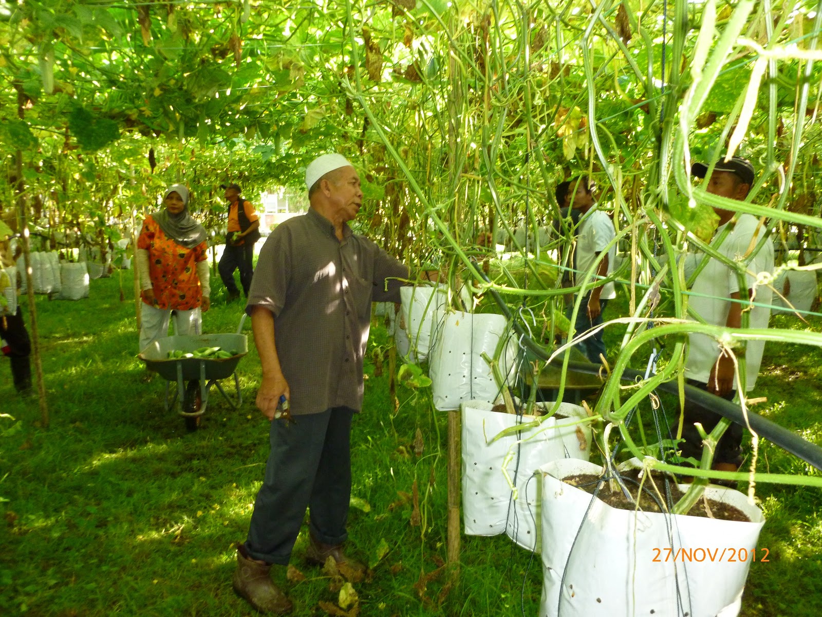 OBO: Projek Tanaman Timun Fertigasi Terbuka Di SMK Kuala Jengal, Dungun ...