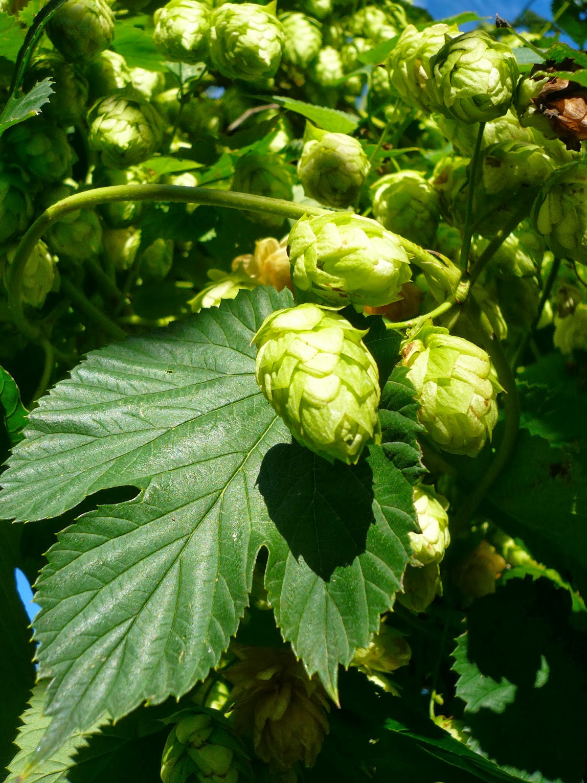 Countryman: Foraging California's Wild Side: Hops Harvest