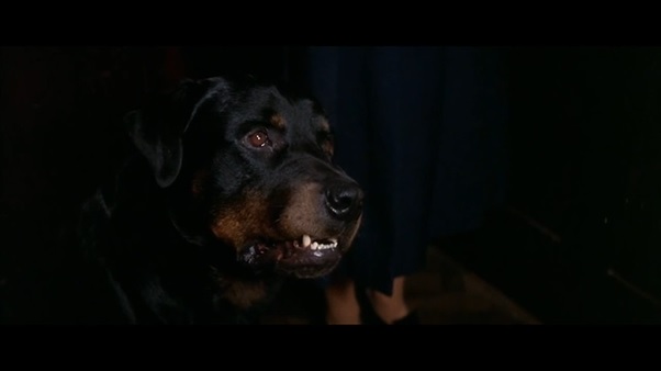The Omen Rottweiler