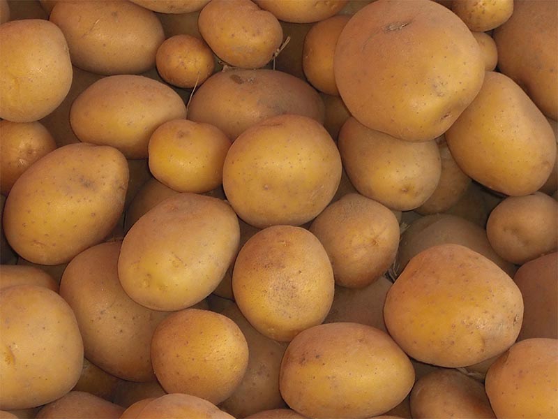 Kilimo cha Viazi mviringo - Sehemu ya pili (Growing Irish potato - Part ...