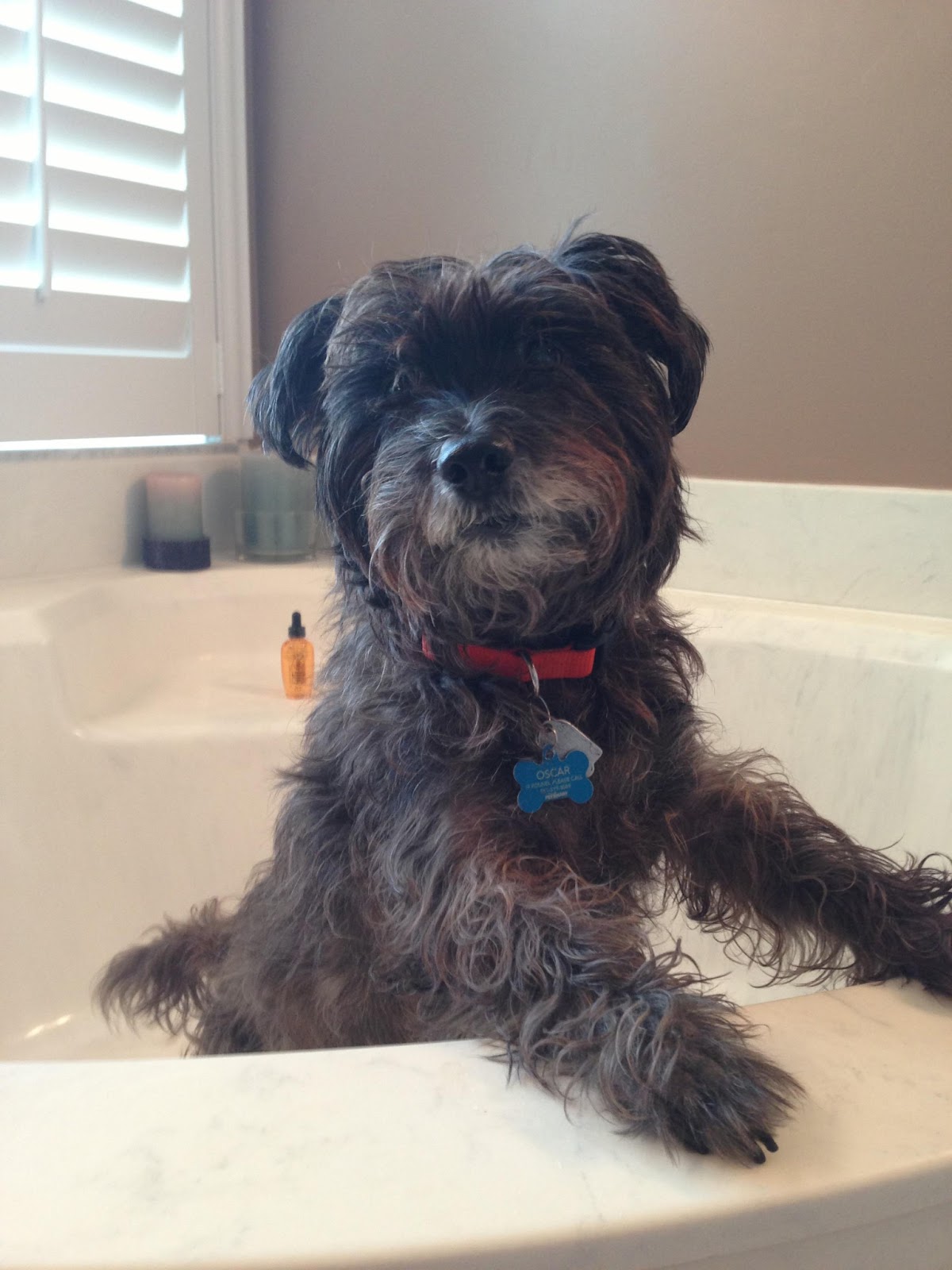 Les Filles Aiment Mon Viva La Dog Spa Aspect! | Oz the Terrier ...