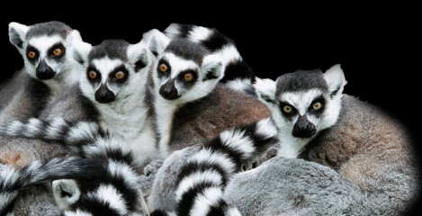 Flechs Sheets (Digital Record Sheets)