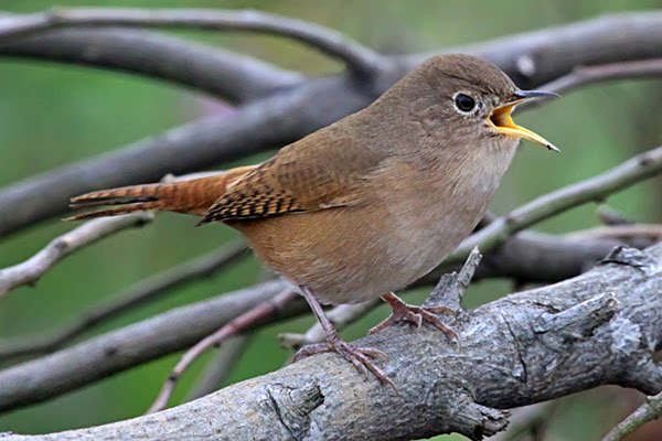 Aves de La Araucanía