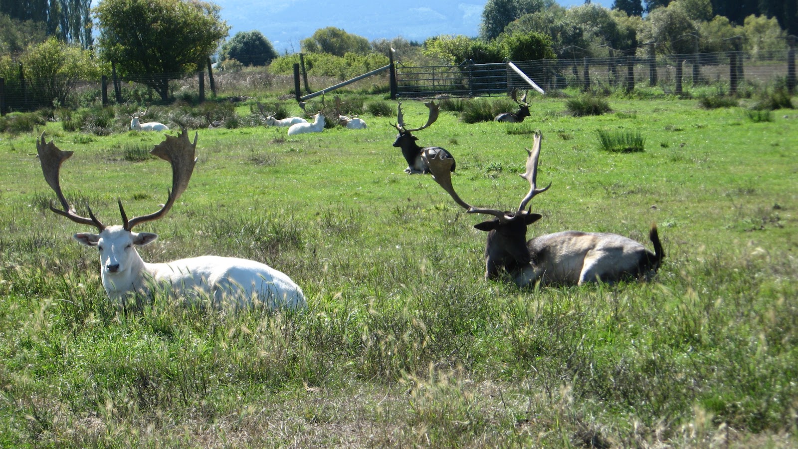 My Zoo: European Fallow Deer