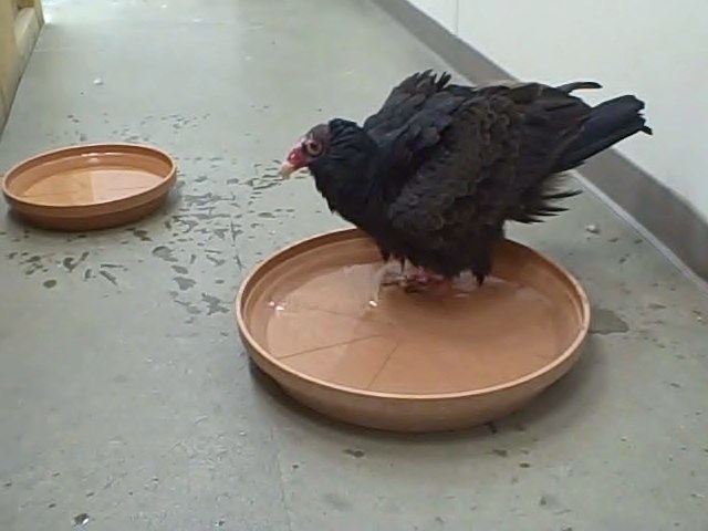 Vulture Takes Bath at VINS - Nature Blog