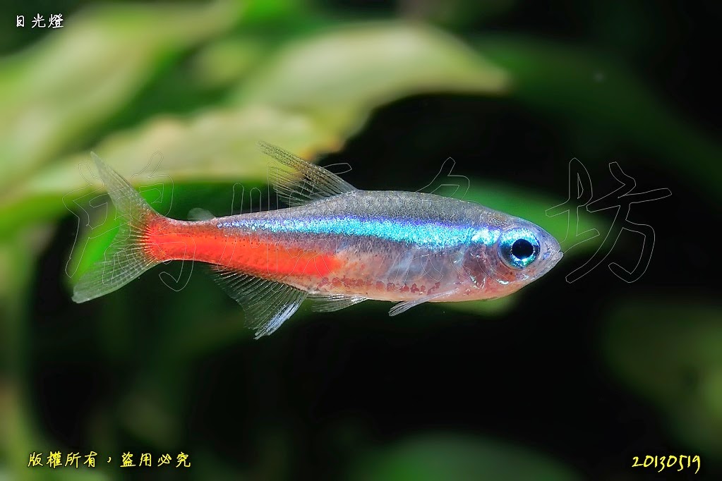 鴻順魚坊: Paracheirodon innesi 日光燈(包含金日光燈、鑽石日光燈)