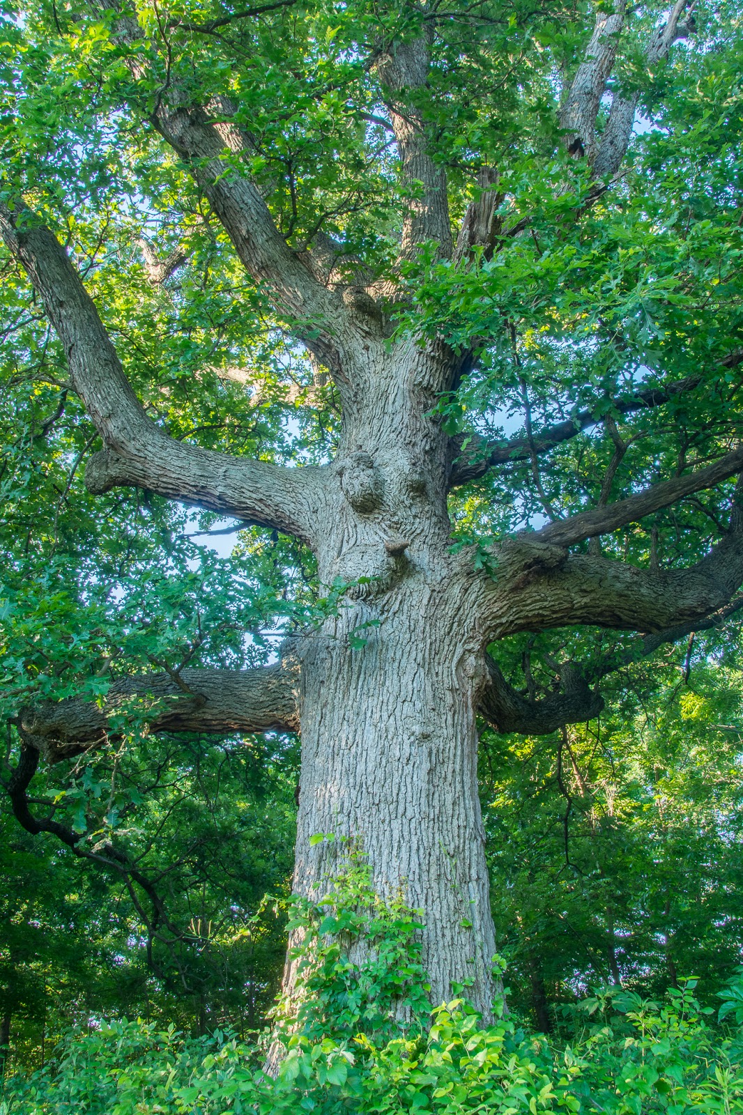 A Tree Falling: Pemberton Big Spring