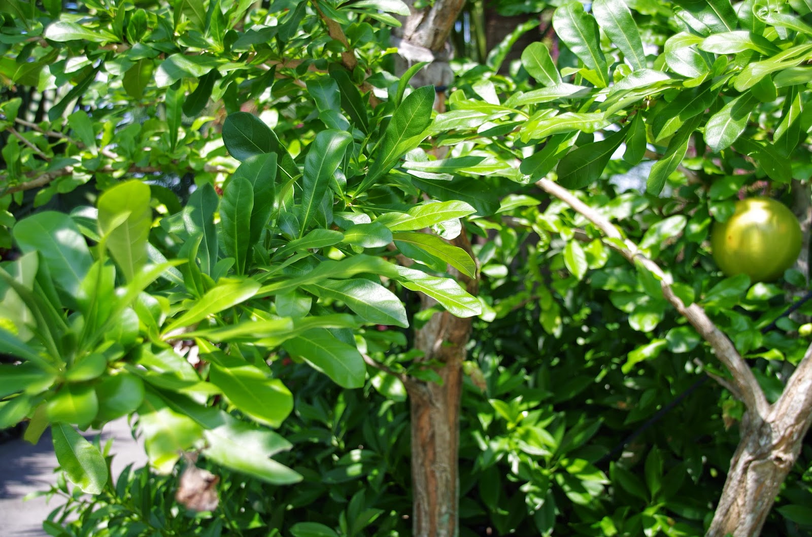Trees and Plants: Calabash Tree