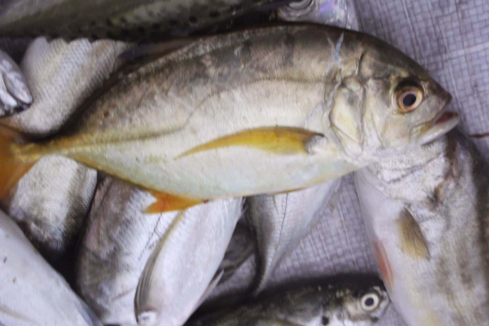 NEGOMBO SEAFOODS: KAHA PARAW