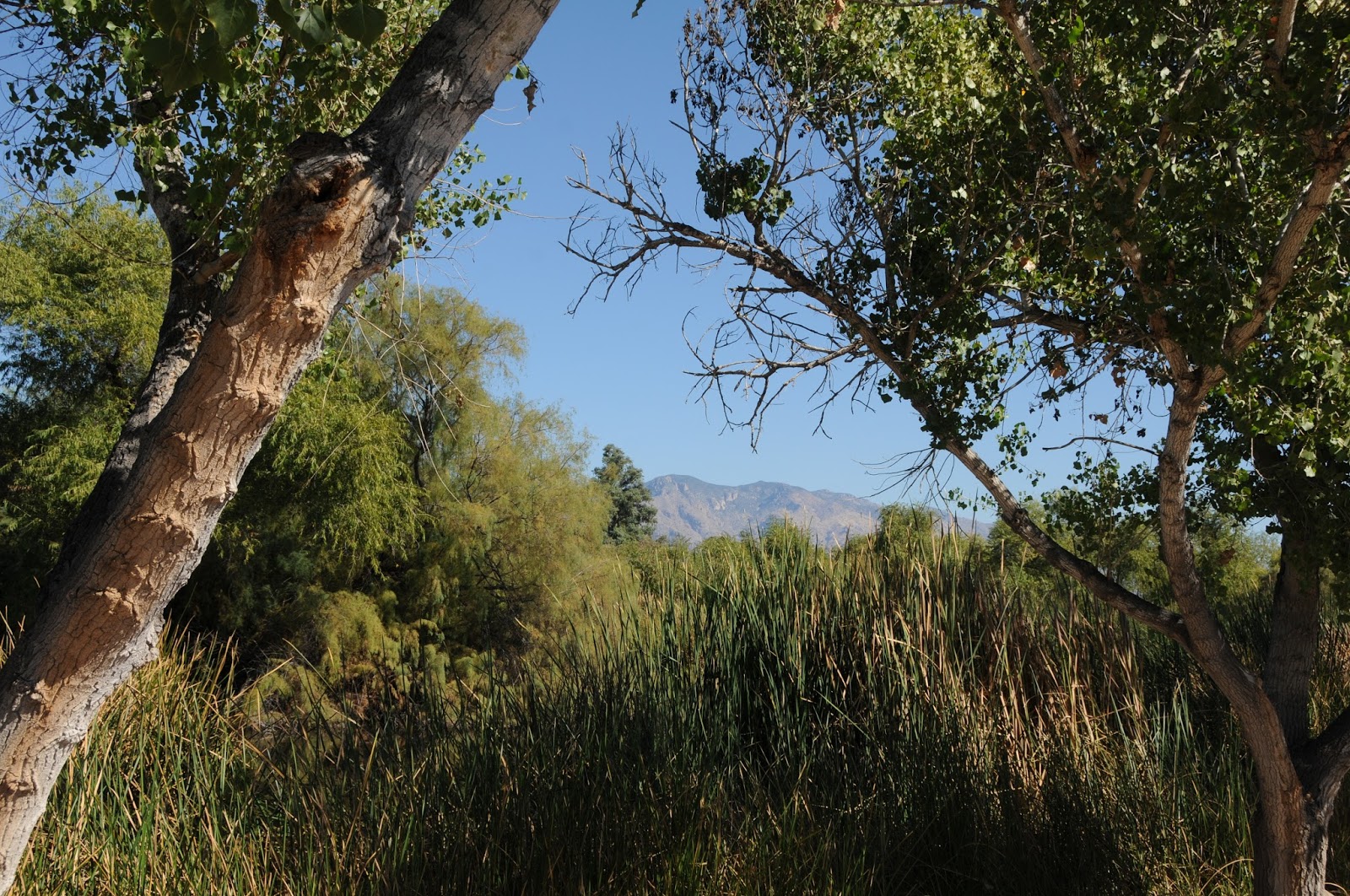 Arizona Hiking: SWEETWATER WETLANDS