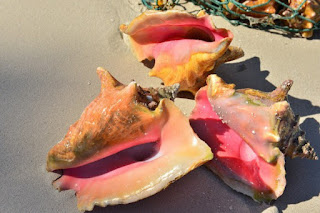 Empieza la veda a la pesca del Lambí