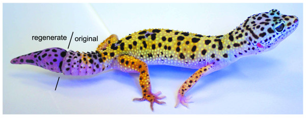 Regenerative medicine learns from the regeneration of lizards’ tails