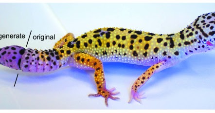 Regenerative medicine learns from the regeneration of lizards’ tails