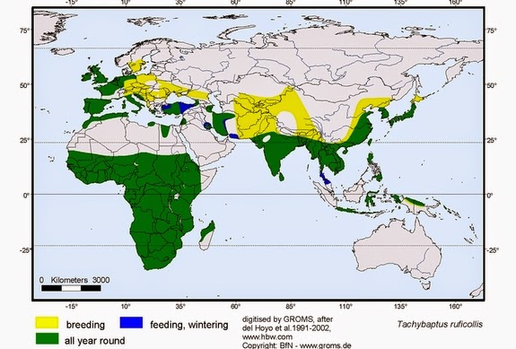 Another Bird Blog: Sniffing Out The Birds